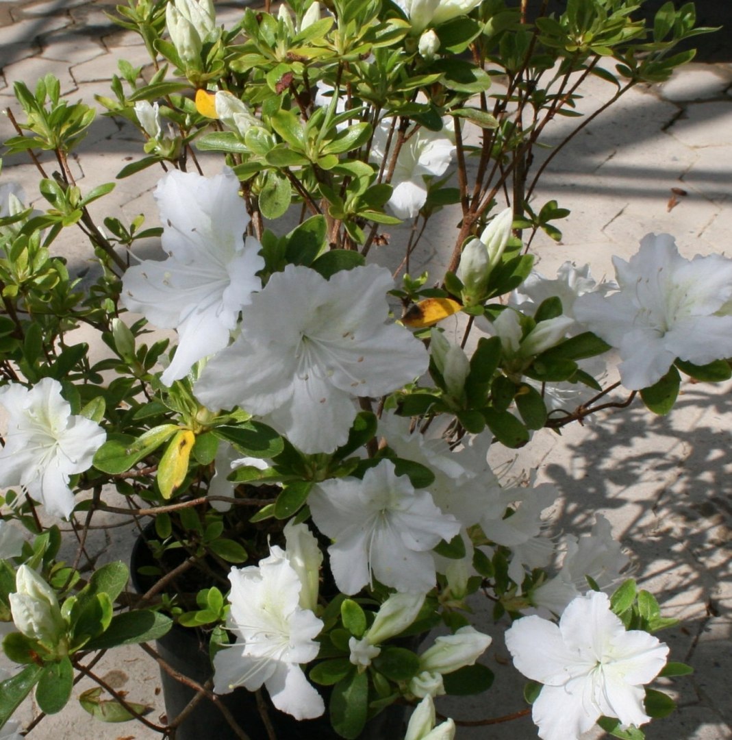Azalia japońska Schneesturm doniczka 2L
